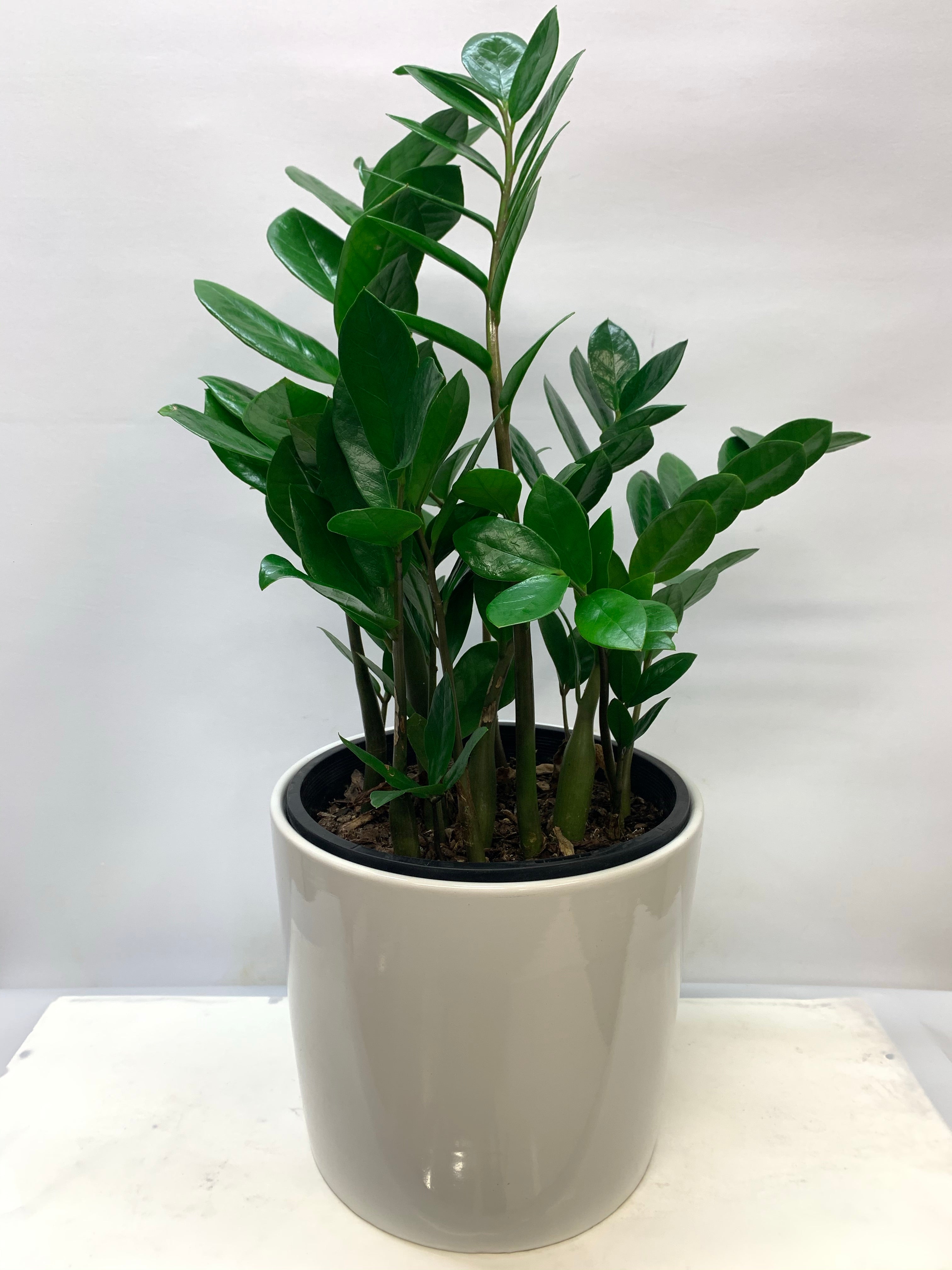 ZeeZee Plant – Sweetheart Florist